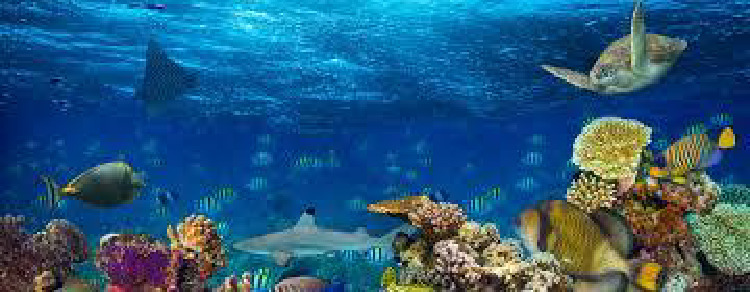 ¿Sabías que las poblaciones de peces son hasta 7 veces mayores dentro ...