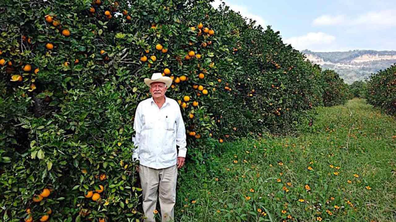 Producen En Veracruz Más Naranja Que La Media Regional Por Manejo